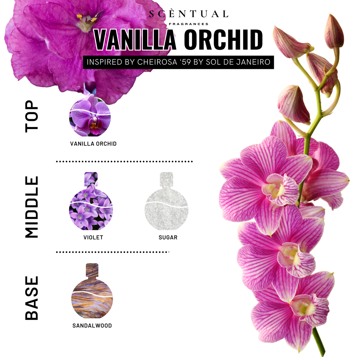 Vanilla Orchid Perfume Oil – Scèntual Fragrances